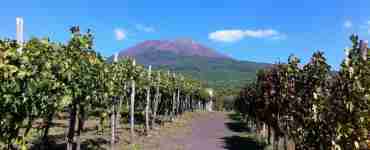 Half-day Food & Wine activity of the Mount Vesuvius, departing from Naples